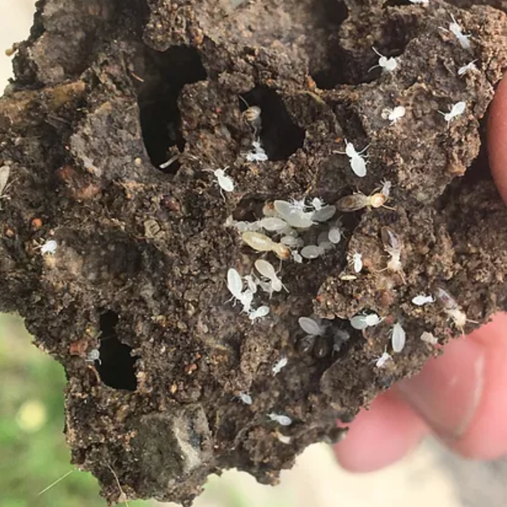 Found Termites? | Termite Treatment Townsville